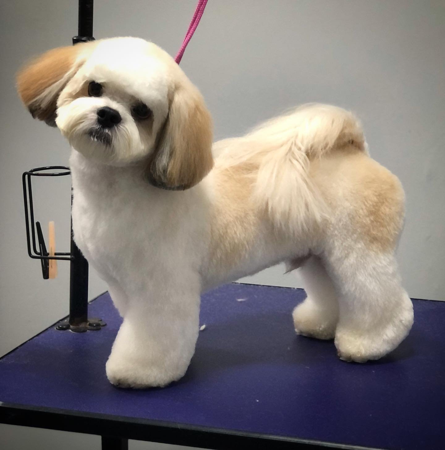 Valentine Day Gift for Pets - Ideas For Valentine's 2024